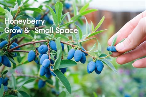 Honeyberry Shrub The Sweet Secret For Small Space Edible Landscaping
