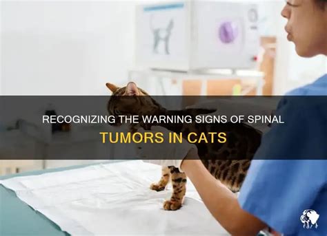 Recognizing The Warning Signs Of Spinal Tumors In Cats Petshun