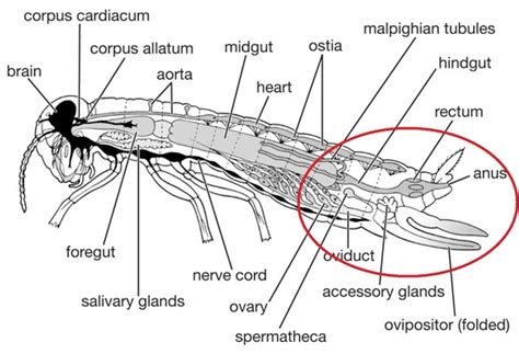 Mosquito Pupa Anatomy