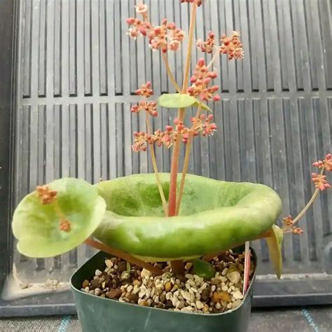 Plant Faqs Agave Americana Century Plant