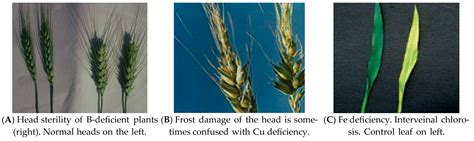 The Efficacy Of Micronutrient Fertilizers On The Yield Formulation And Quality Of Wheat Grains The Efficacy Of Micronutrient Fertilizers On The Yield Formulation And Quality Of Wheat Grains