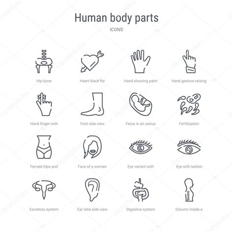 Conjunto De 16 Partes Del Cuerpo Humano Concepto Vector L Nea Iconos