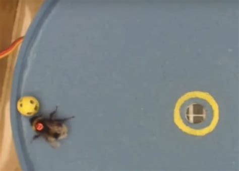 Organi Linfoidi Primari E Secondari Biopills