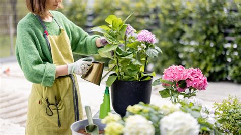 How To Winterize Potted Hydrangeas In 7 Steps