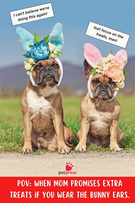 Funny Dog Easter Memes Get Ready To Crack Up Petpress