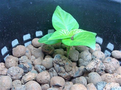 How To Make A Dwc Bubbler Hydroponics For Bhut Jolokia Plant Ghost Pepper 9 Steps With