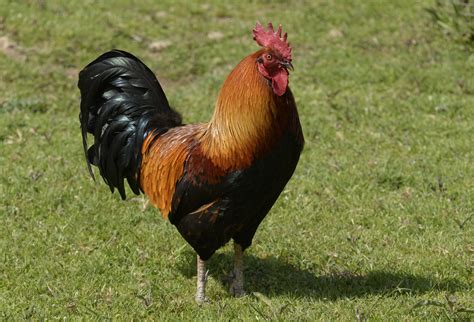 מי כאן המין היפה מוזיאון הטבע עש שטיינהרדט