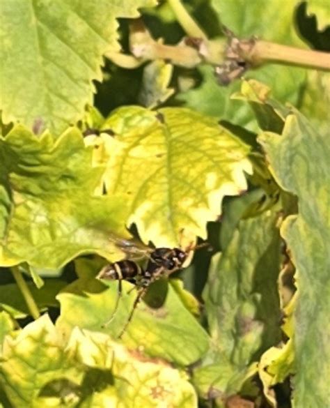 Wasp Identification Melbourne Victoria Rwhatsthisbug