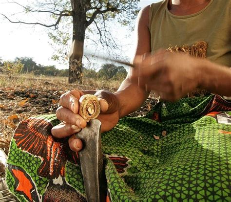 Moanelwa Setlhare Sa Mongongo Ke Setlhare Se Se Tona Facebook