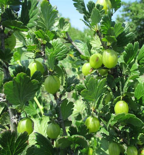 View To Fresh Green Gooseberries On A Branch Of Gooseberry Bush In The
