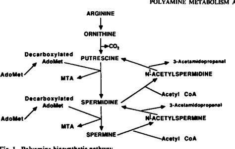 Figure 1 From Polyamine Metabolism And Its Importance In Neoplastic