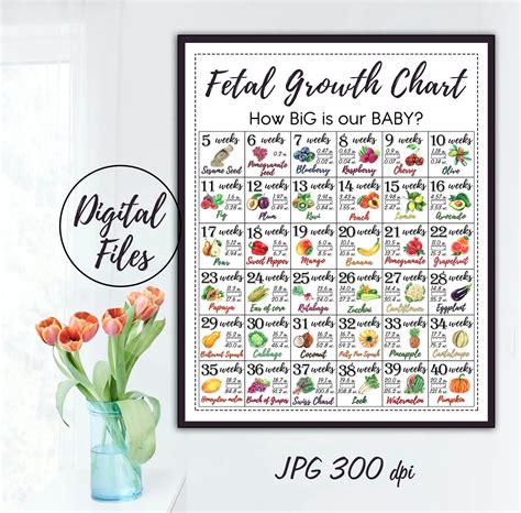 Printable Fetal Growth Chart With Watercolor Illustrationsweekly
