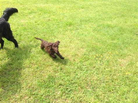 Abfabcockapoo A Day In The Life Of Darling Saffi