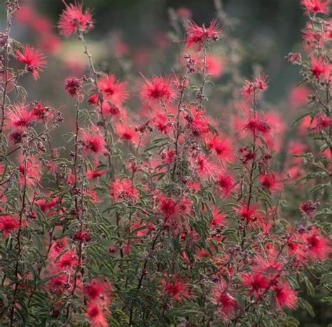Nick Shipley On Linkedin Mexicali Rose Baja Fairy Duster Calliandra