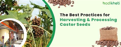 Harvesting And Processing Castor Seeds Badikheti
