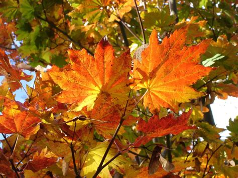 Maple Trees In Canada Autumn Maple Leaf On Tree Golden Maple Leaves