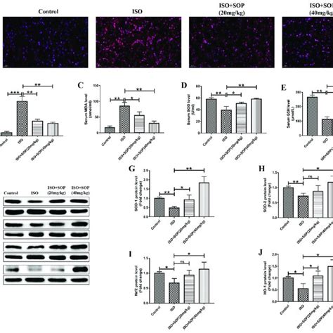 A B A Dhe Staining Assay Was Conducted To Evaluate Pathological