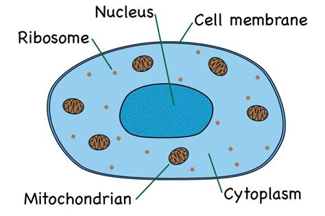 Diagram Of Basic Cell Structure Structure Of The Cell Cell S