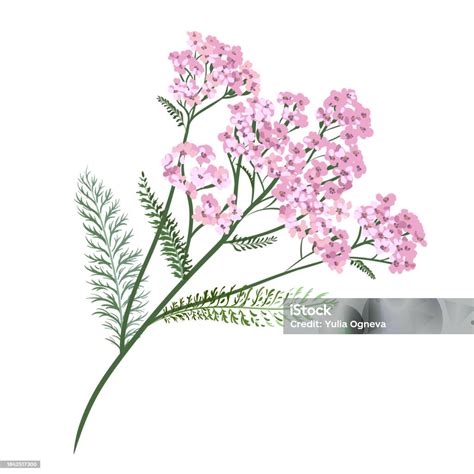 Ilustración De Flor De Milenrama Planta Medicinal Aislada Sobre Fondo