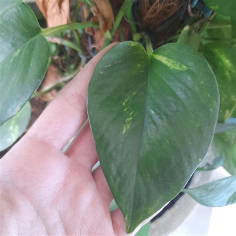 Is This A Pathos Plant R Plants