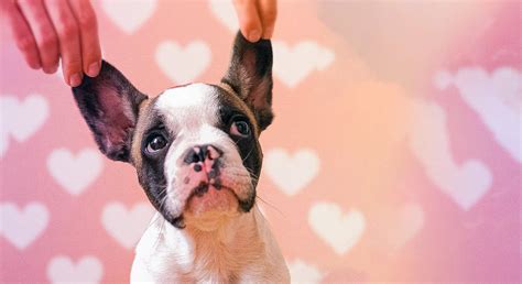 Alberto Mcclane Oficial