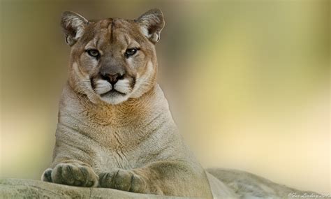 Majestic Puma Resting Calmly Hd Wallpaper Rare Gallery