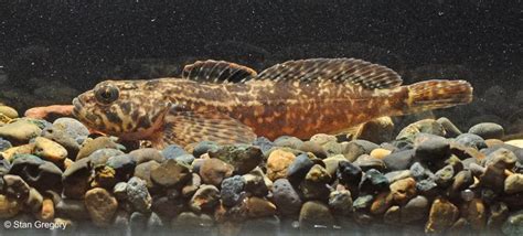 Reticulate Sculpin Oregon Sea Grant Oregon State University