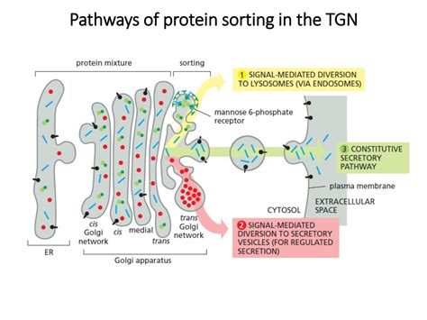 Ppt Golgi Complex Secretion And Protein Transport Powerpoint Presentation Id 9438994