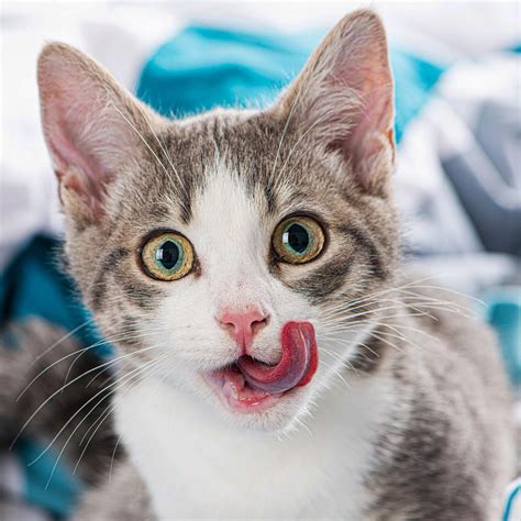 Funny Grey And White Cat Sticking Out Tongue