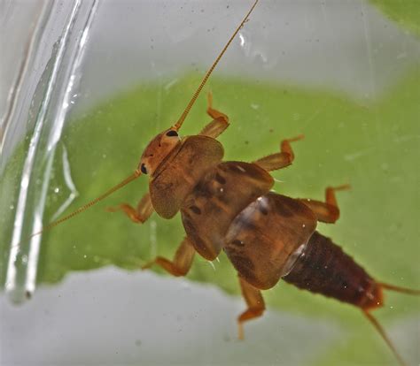 Aquatic Insects Of Central Virginia Revisiting Peltoperlids Roach