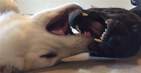 Bitey Face Game Album On Imgur