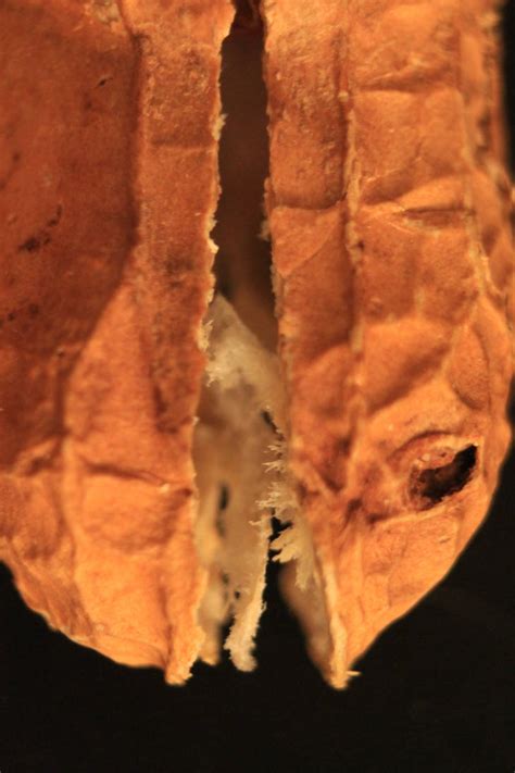 The Peanut Monster By Elgwanox666 On Deviantart