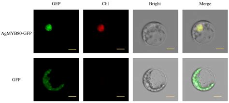 Optimization Of Protoplast Preparation System From Leaves And