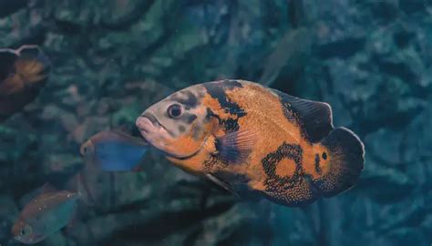 Male And Female Oscar Fish Key Differences And Identification
