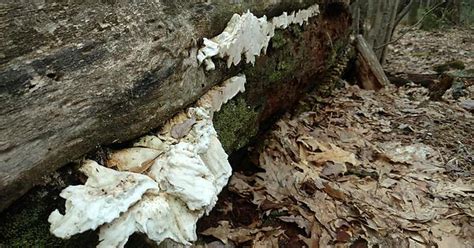 Clean Slice Spot Album On Imgur