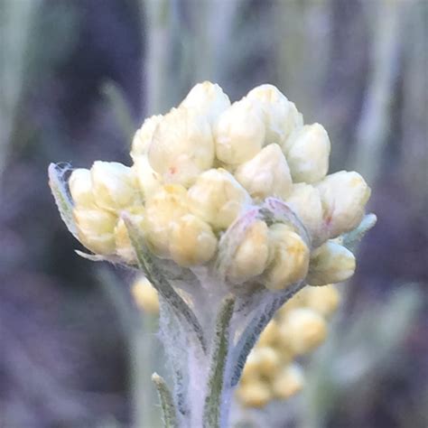 Helichrysum Spp Ceratonia