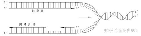 Dna复制 知乎