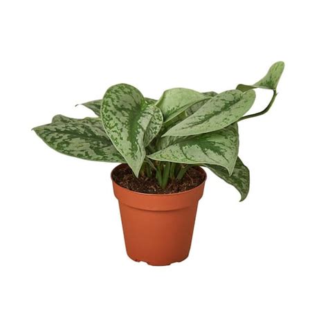 Reviews For Pothos Silver Splash Scindapsus Pictus Plant In 4 In Grower Pot Pg 1 The Home Depot