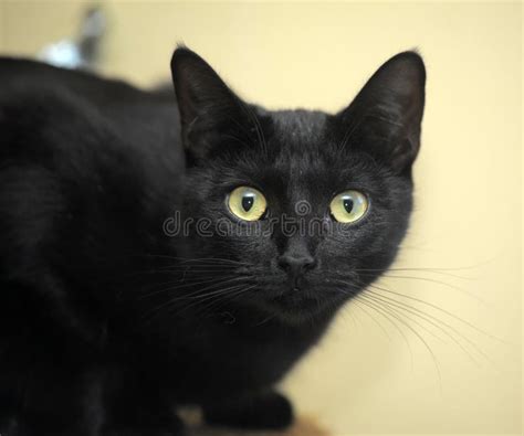Bombay Cat Or Black Cat At Guadalupe Harshaw Blog