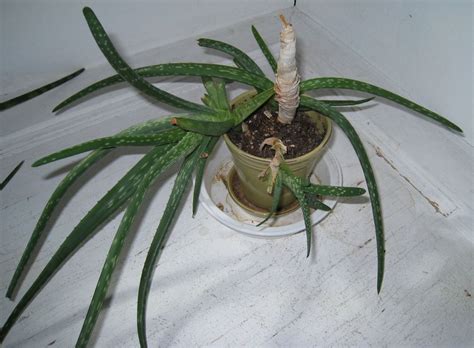 Watering Aloe Is Drooping Is It Ok Gardening And Landscaping Stack