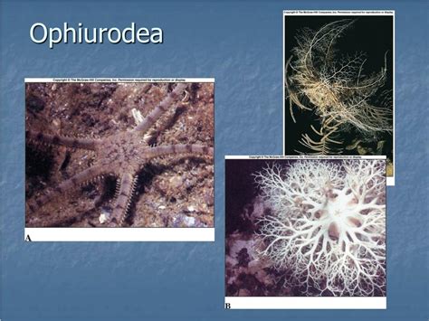Ppt Phylum Echinodermata Powerpoint Presentation Free Download Id