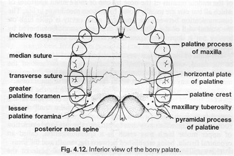 Posterior Oral Palate