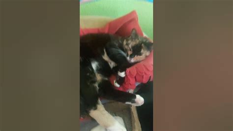 Megmon Dani Catmycat Youtube