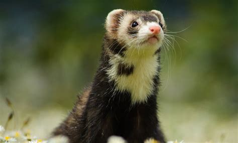 Dihor Maestrul Ascuns Al Pădurii