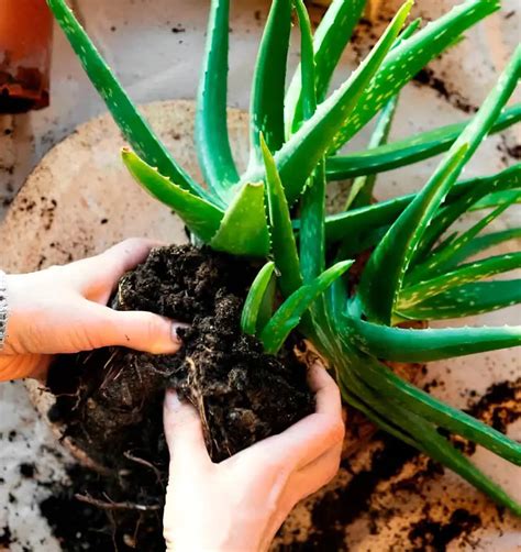 Aloe Vera Plant Care Tips For Indoors And Outdoors