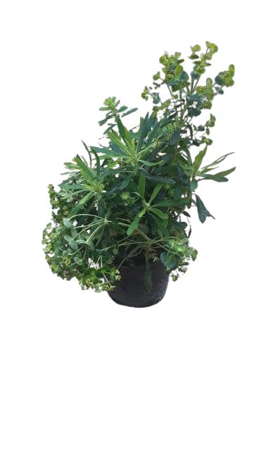 Euphorbia Tiny Tim 15cm Gardenvale