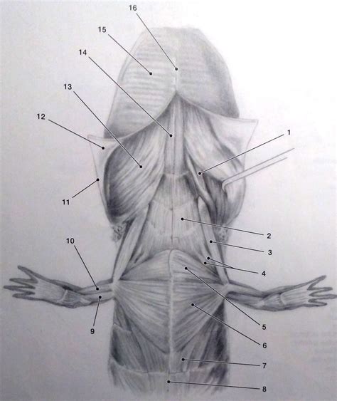 Necturus 611 1 8 Diagram Quizlet