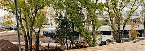 Mass Tree Planting Has Begun The National Athletics Centre Park Is