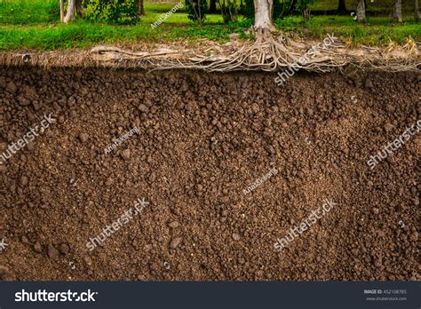 Tree Roots Soil Images Stock Photos Vectors Shutterstock