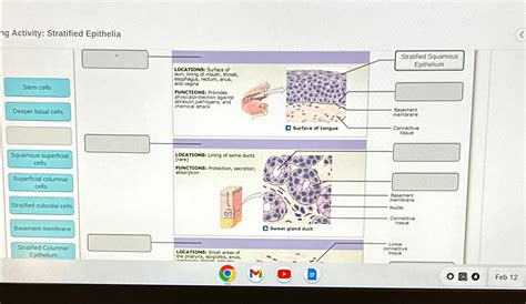 Solved Ng Activity Stratified Epithelia